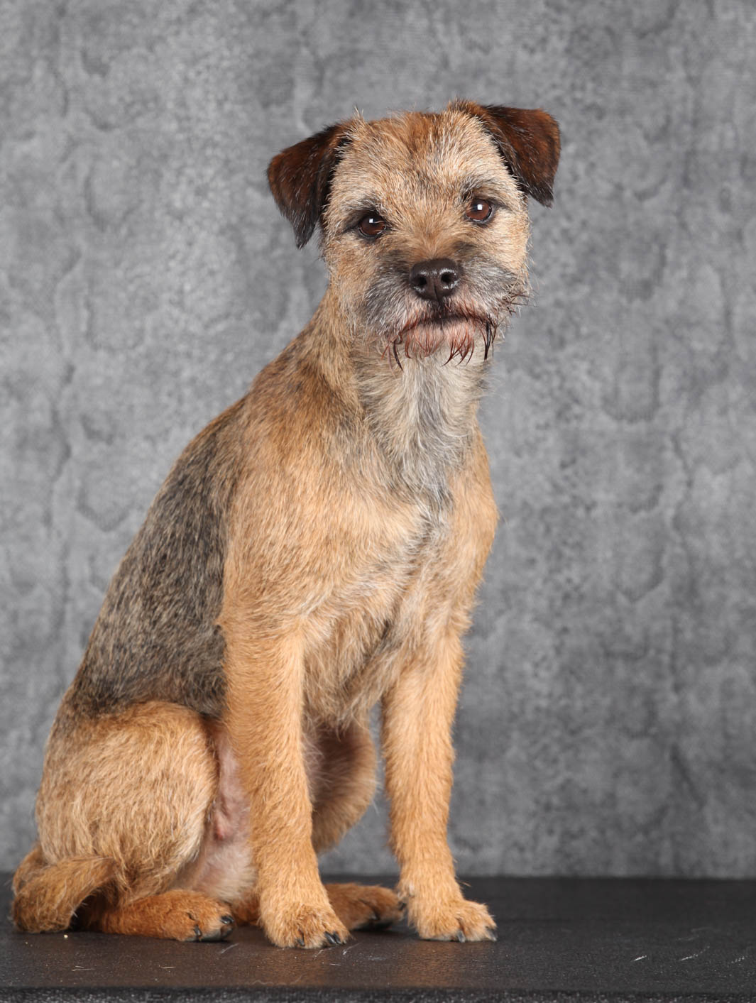 Maladie De Legg Calv Perthes Chez Le Chien Soci t Centrale Canine